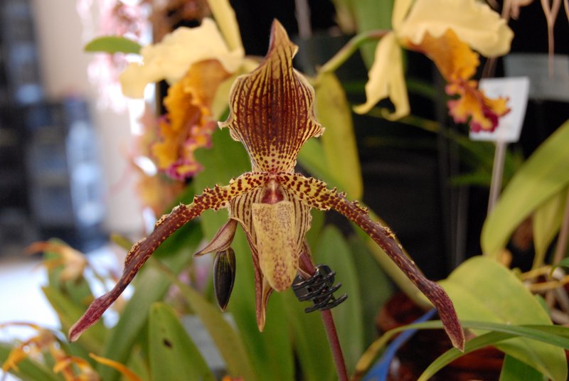 Question about Paph. Humoresque | Slippertalk Orchid Forum